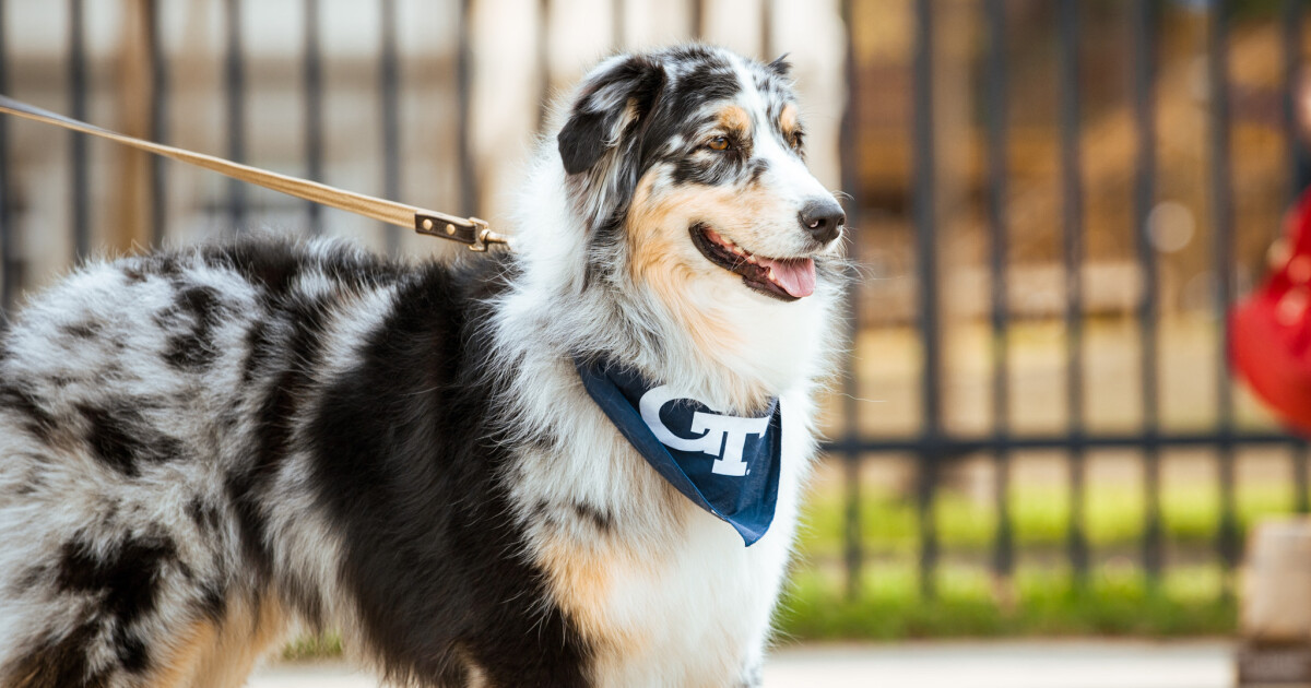 GT Baseball Releases 2025 Promotional Schedule – Georgia Tech Yellow ...